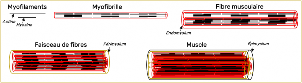 Quels sont les différents types d’hypertrophie ? - SPORTSULTING